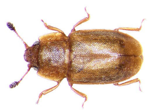 Epuraea distincta
