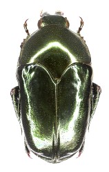 Ischiopsopha