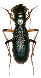 Carabidae Äthiopische Region