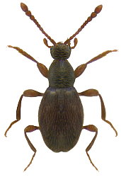 Scydmaenidae