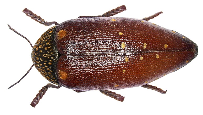 Sternocera castanea castanea